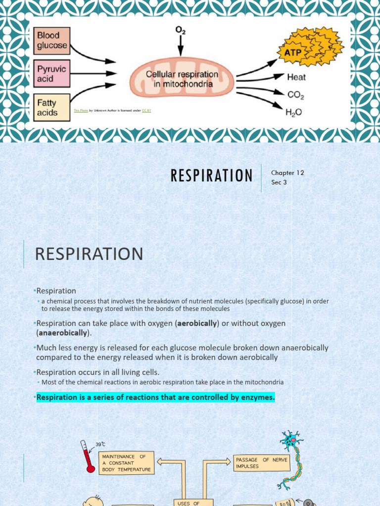 Understanding Aerobic and Anaerobic Respiration | PDF | Cellular ...