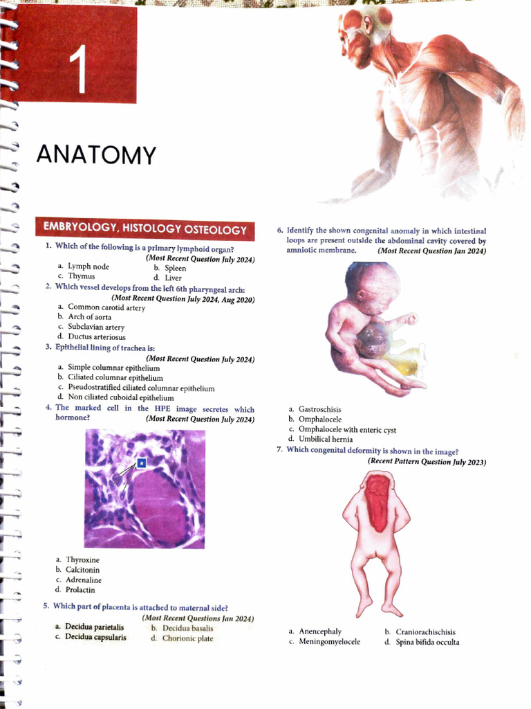 Anat | PDF