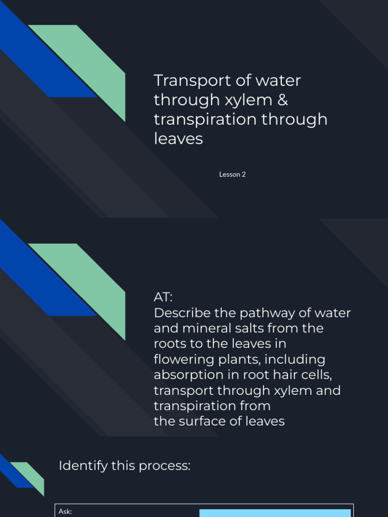 Transport of Water Through Xylem & Transpiration Through Leaves | PDF