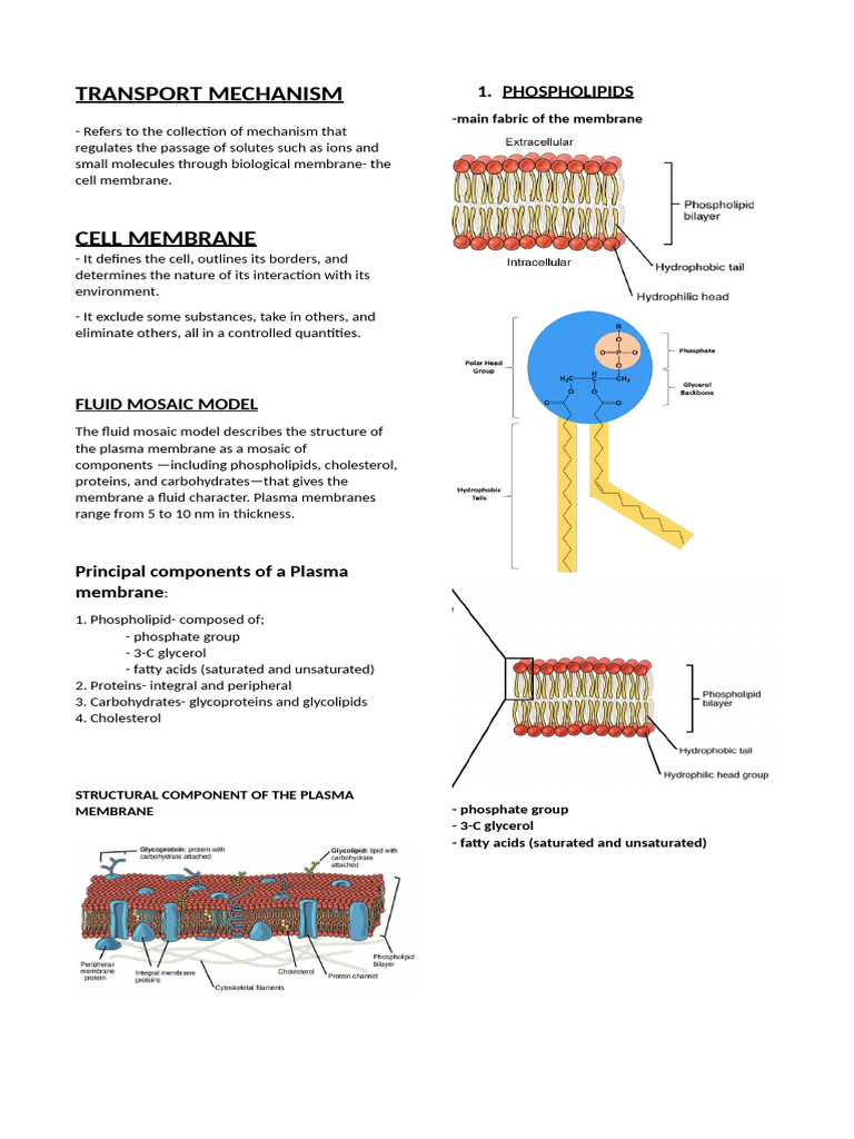 Bio Reviewer Transport Mechanism 1 | PDF | Cell Membrane | White Blood Cell