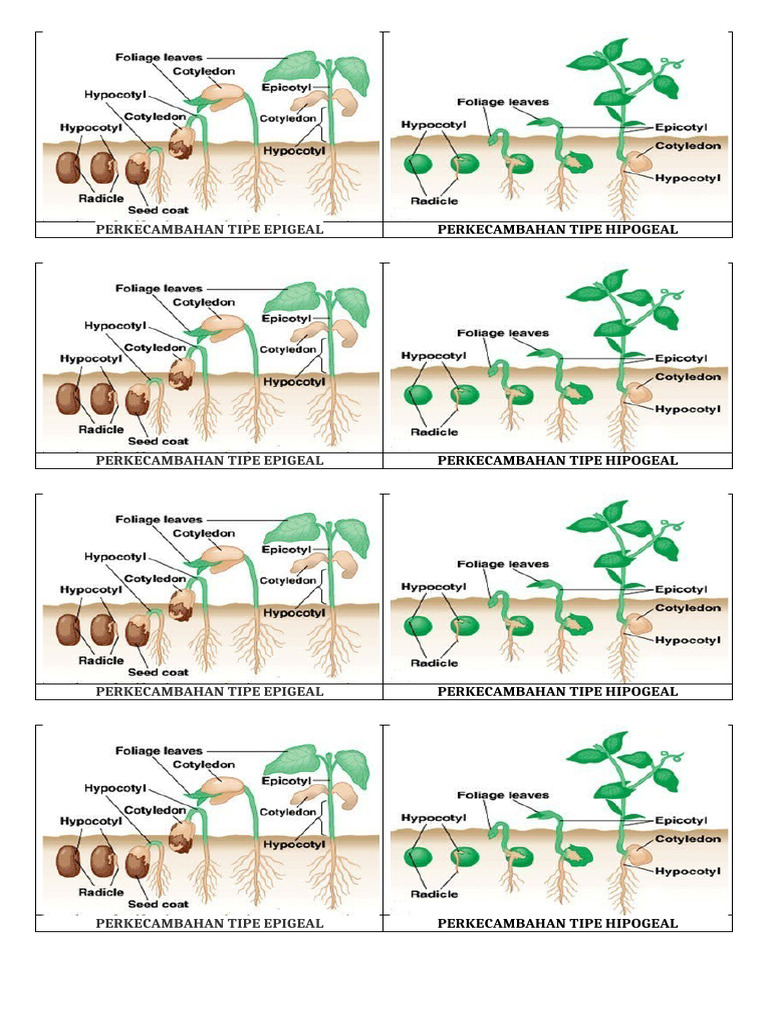 Perkecambahan Tipe Epigeal | PDF