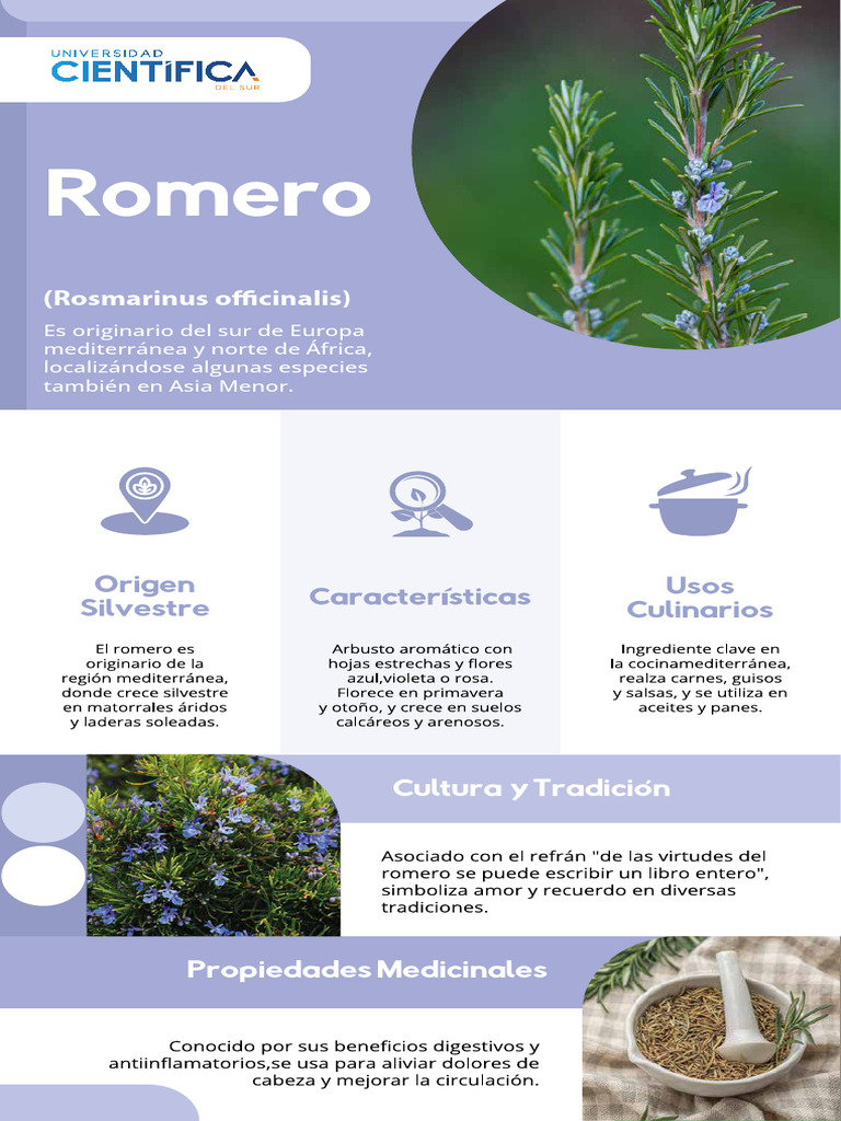 Características del Romero y Usos | PDF