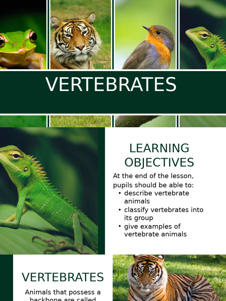Vertebrate Animals Education Presentation in Green and White Realistic ...