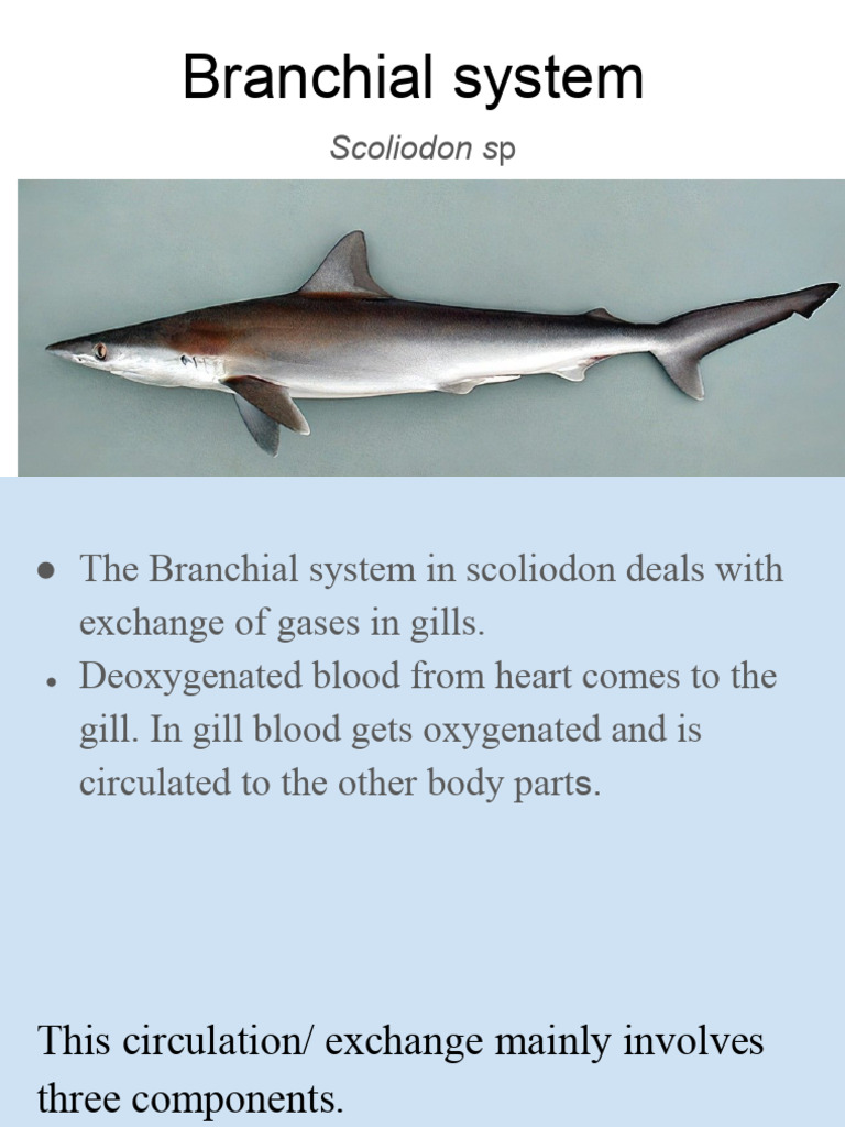 Branchial System | PDF | Heart | Atrium (Heart)