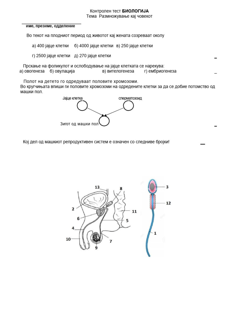 Razmnozuvanje Kaj Covek 3 | PDF