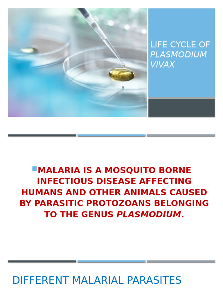 Plasmodium Vivax Life Cycle Overview | PDF | Malaria | Plasmodium