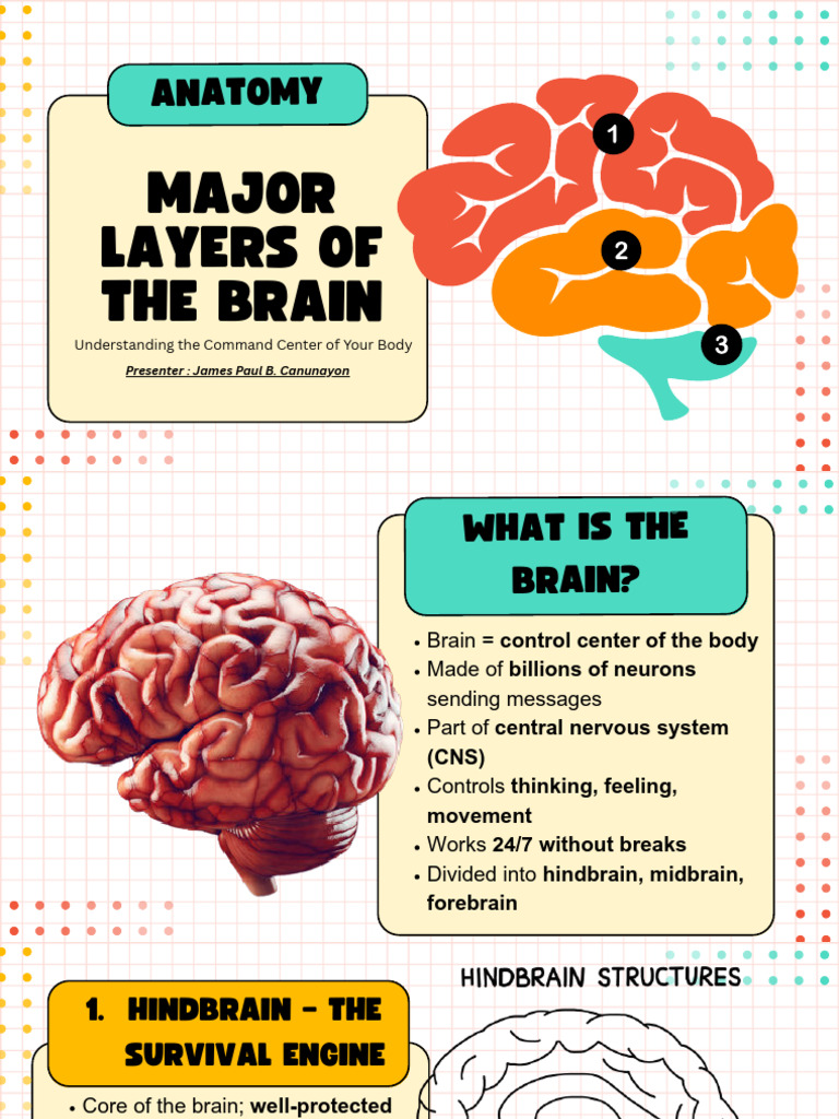 Major Layers of The Brain | PDF | Brain | Central Nervous System