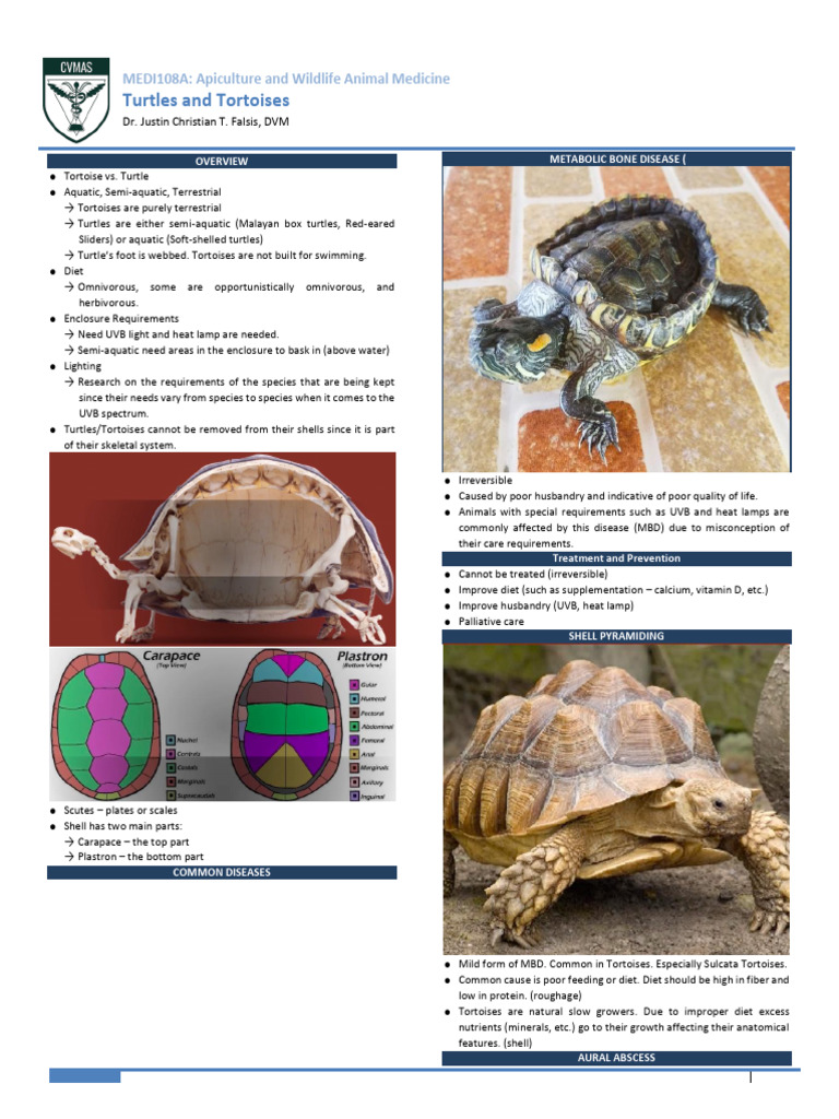 (MEDI108A) 03 Turtles and Tortoise | PDF | Turtle