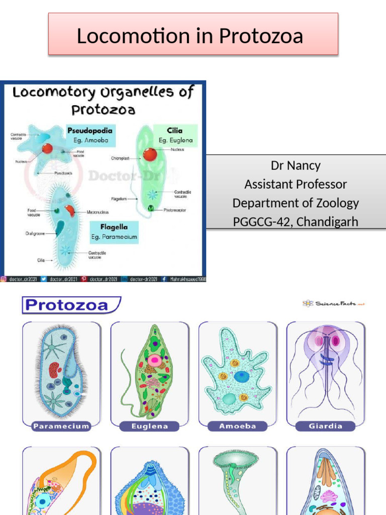 Locomotion Mechanisms in Protozoa | PDF | Cell Anatomy | Histology
