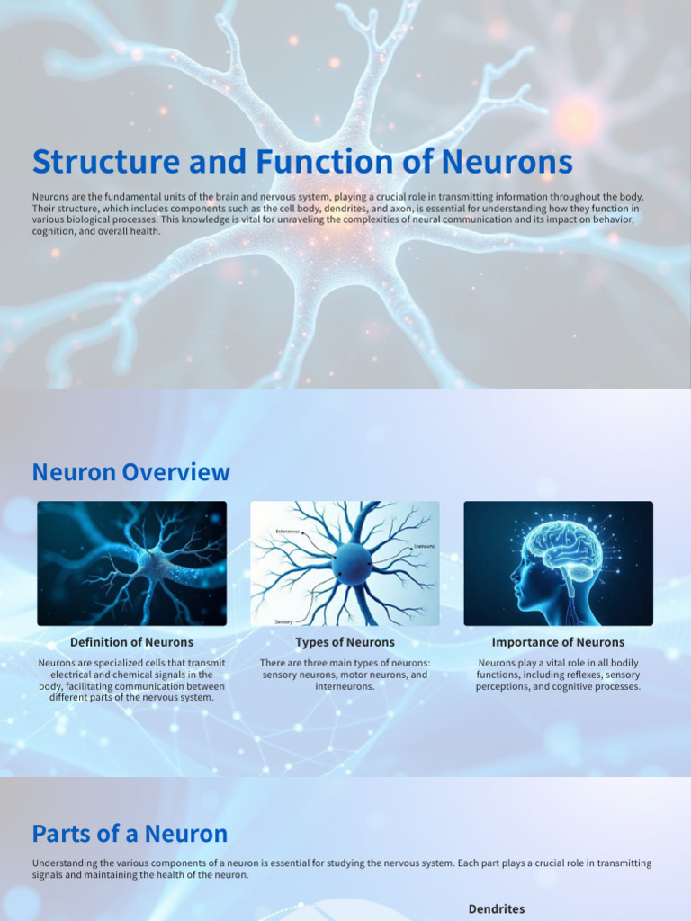 Structure and Function of Neu... | PDF | Neuron | Axon