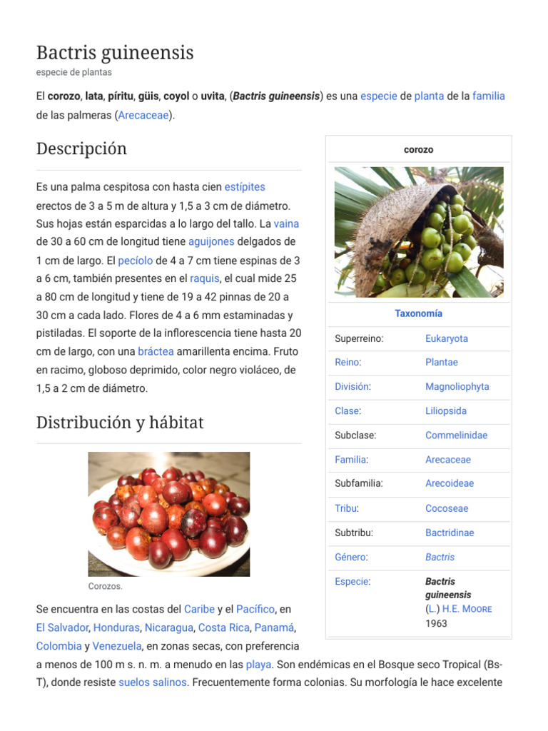 Bactris Guineensis - Wikipedia, La Enciclopedia Libre | PDF | Arecaceae ...