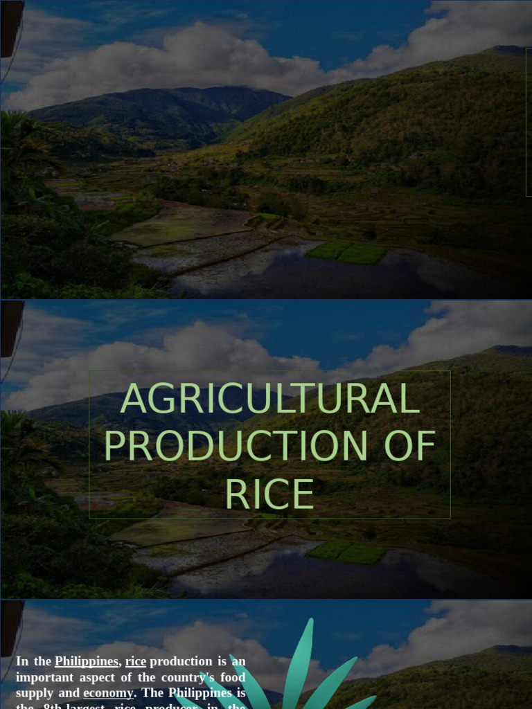 Rice Production in the Philippines | PDF | Rice | Agriculture