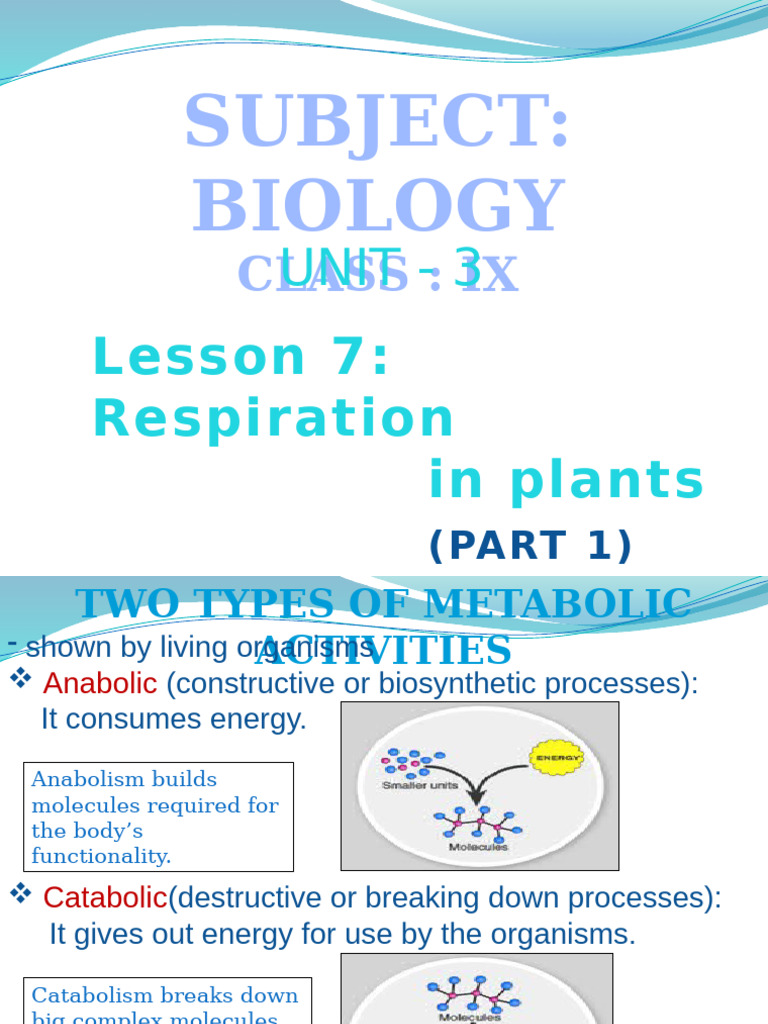 Plant Respiration: Metabolic Processes Explained | PDF | Cellular ...