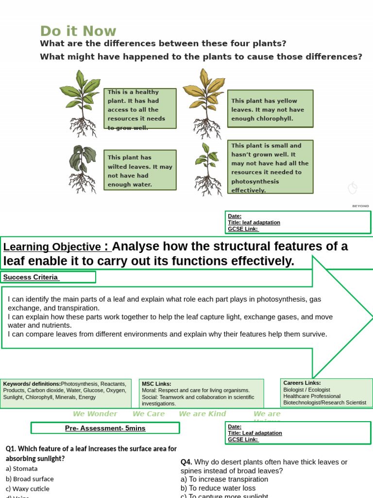 Adaptations of Plants For Photosynthesis - Absorbing Light - Slide Deck ...