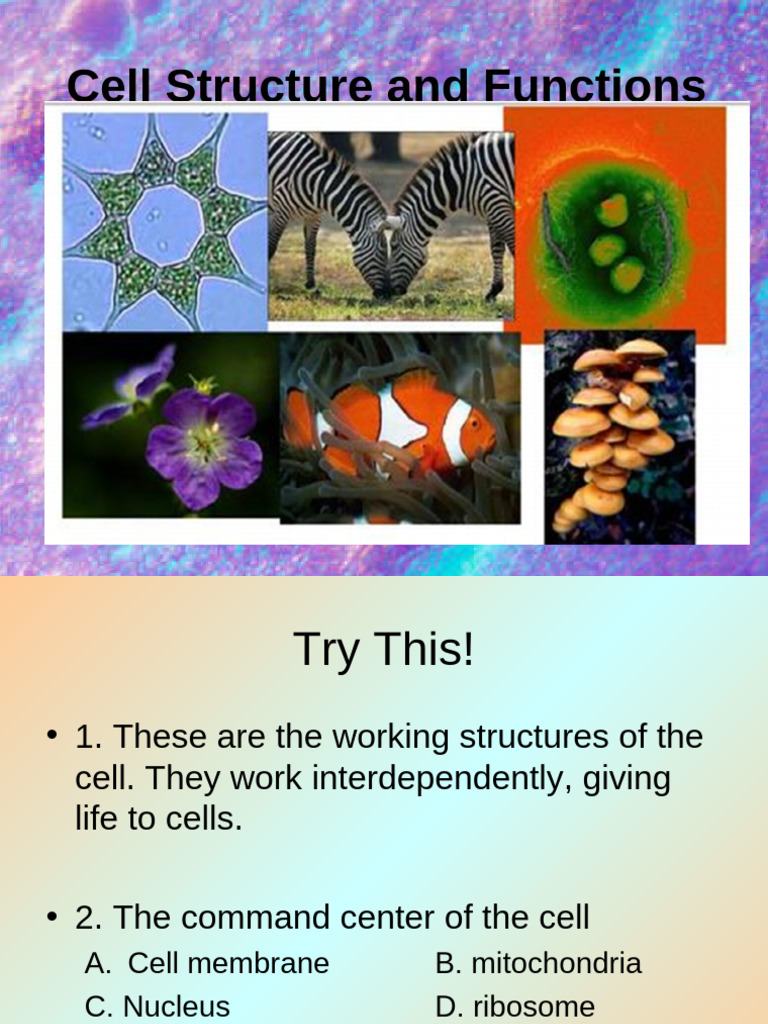 Cell Theory Structure and Functions | PDF | Endoplasmic Reticulum ...