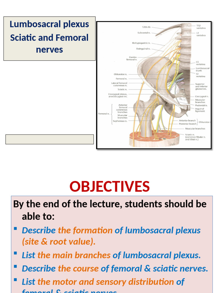 07 Sacral Plexus Femoral and Sciatic Nerves | PDF | Human Leg | Foot