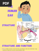 Gr.12 Life Sciences The Ear | PDF | Ear | Auditory System
