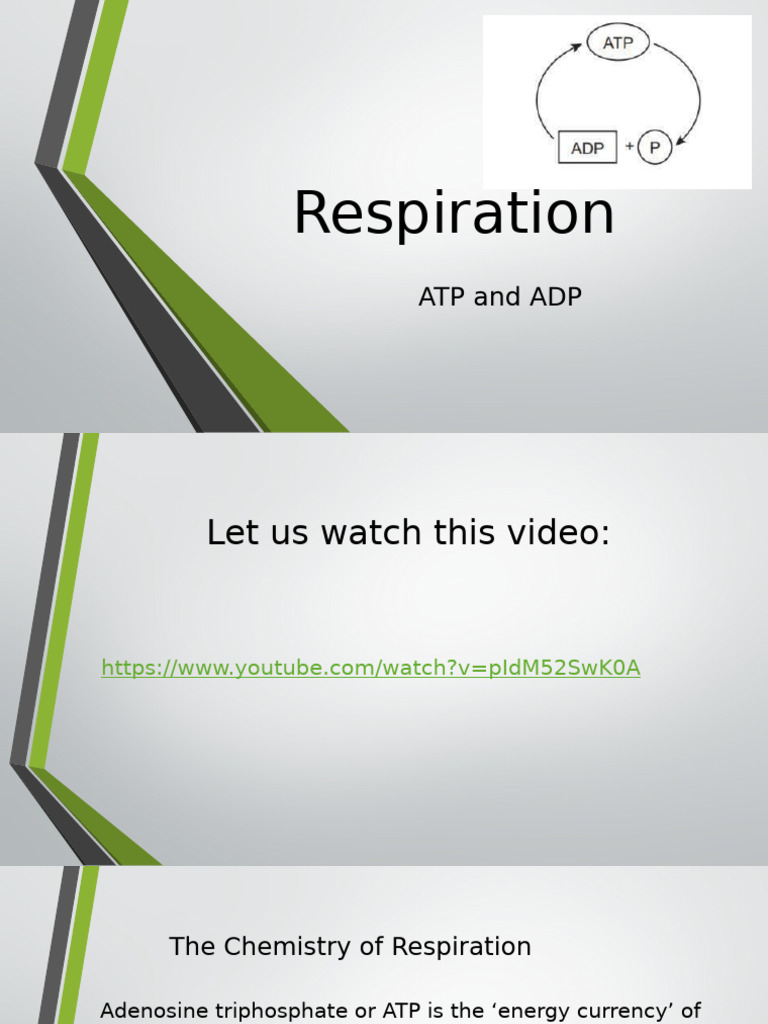 Understanding Cellular Respiration and ATP | PDF