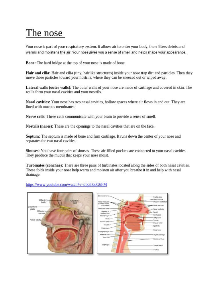 Anatomy and Functions of the Nose | PDF