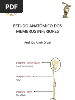 Musculos Quadril Tabela | PDF | Quadril | Anatomia dos membros inferiores
