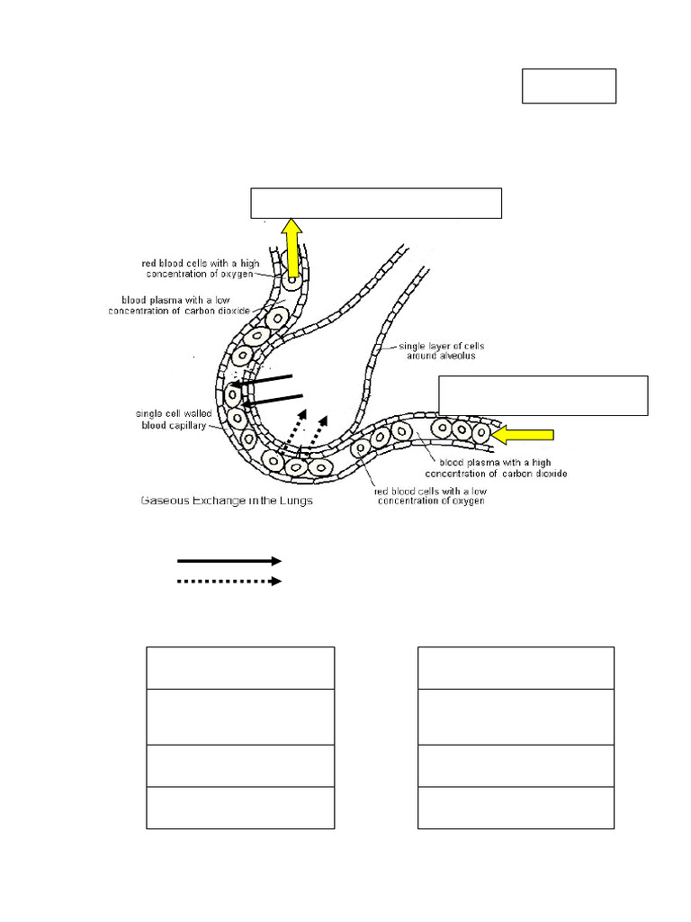155612620 WORKSHEET 7 2 Gaseous Exchange Across the Respiratory ...