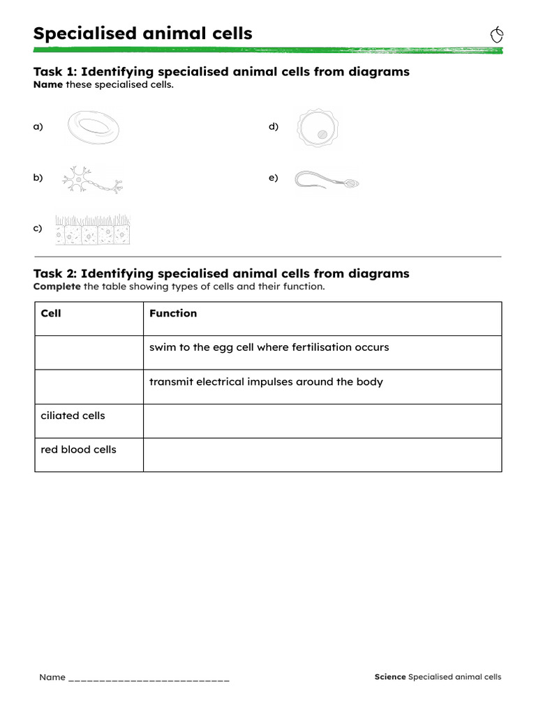 Specialised Animal Cells I2445v Worksheet PDF | PDF | Cell (Biology ...