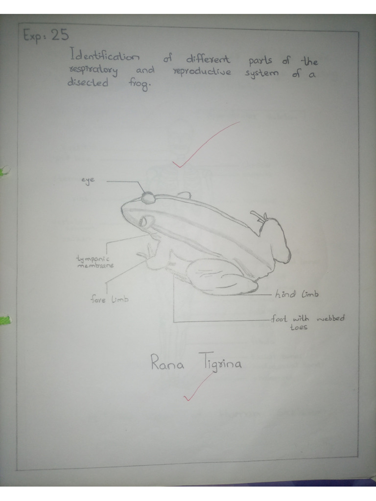 Biology Practical Notebook | PDF