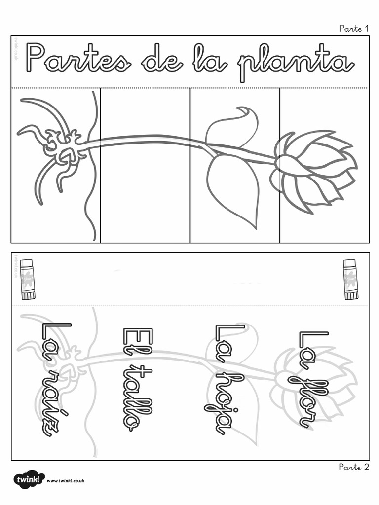 Ayuda Visual - Las Partes de La Planta | PDF