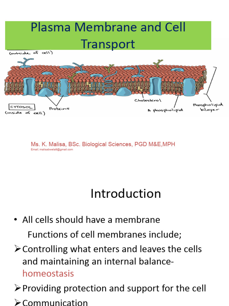 Plasma Membrane and Cell Transport Overview | PDF | Cell Membrane | Osmosis