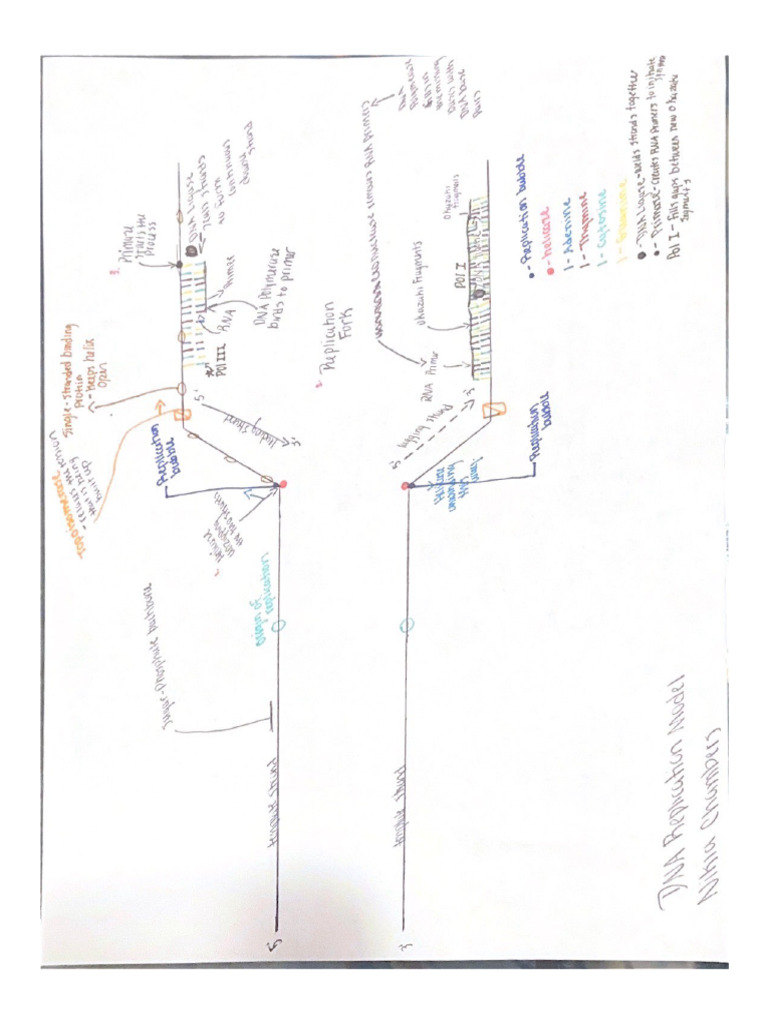 DNA Replication Model | PDF