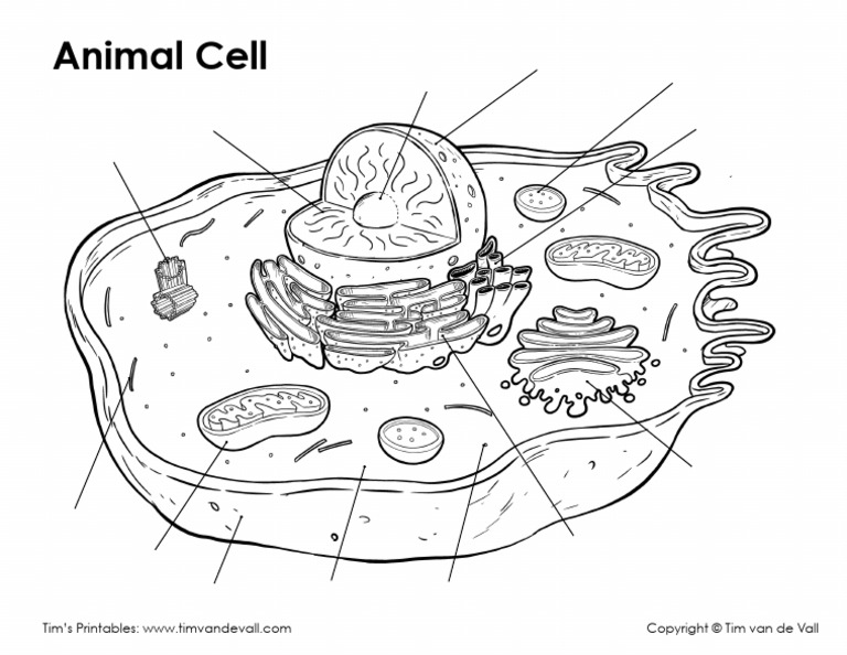 Animal Cell Diagram | PDF