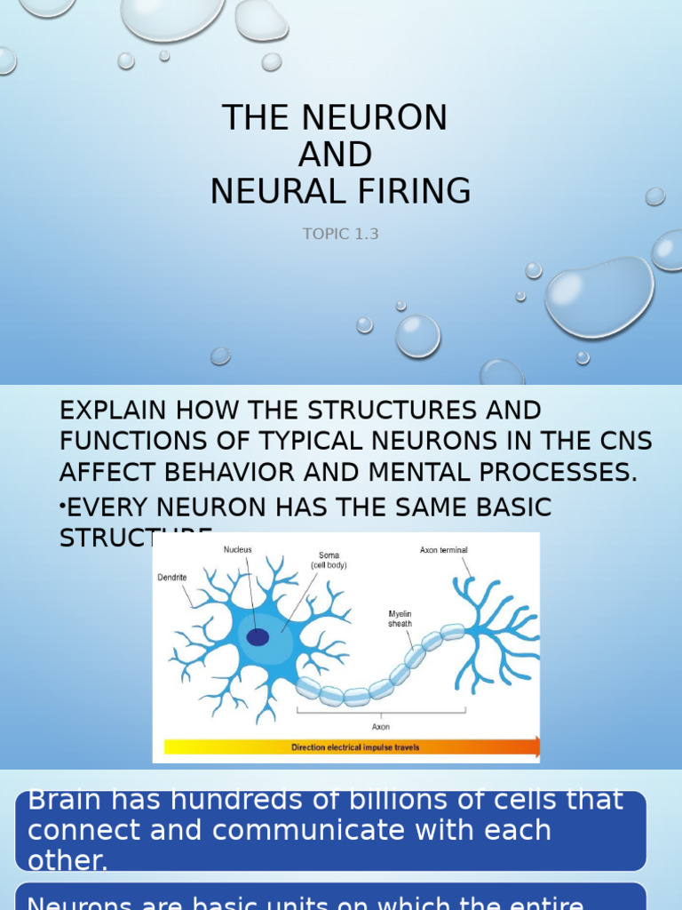 1.3 The Neuron and Neural Firing | PDF | Neuron | Neurotransmitter