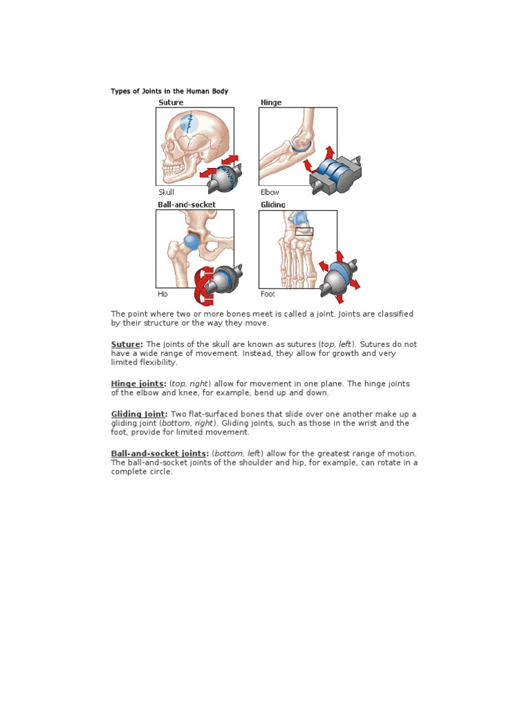 Types of Human Body Joints Explained | PDF