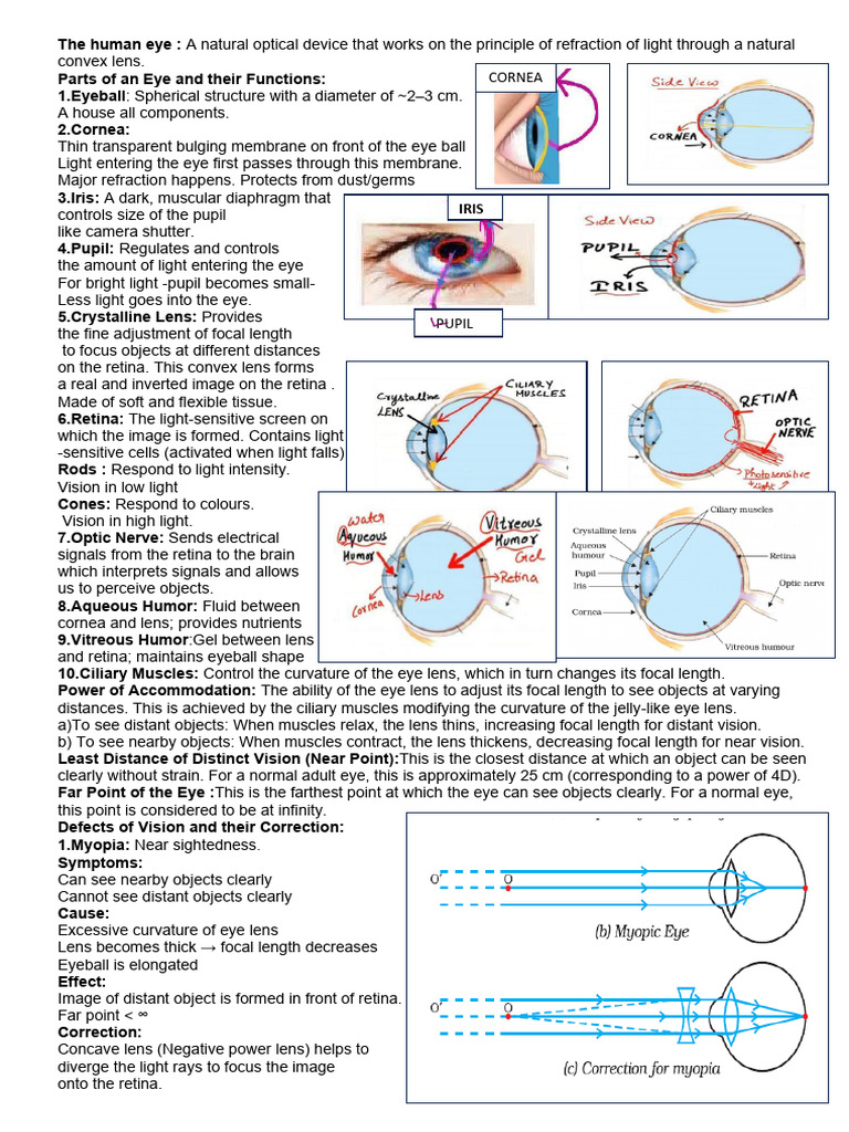 Anatomy and Function of the Human Eye | PDF | Refraction | Eye