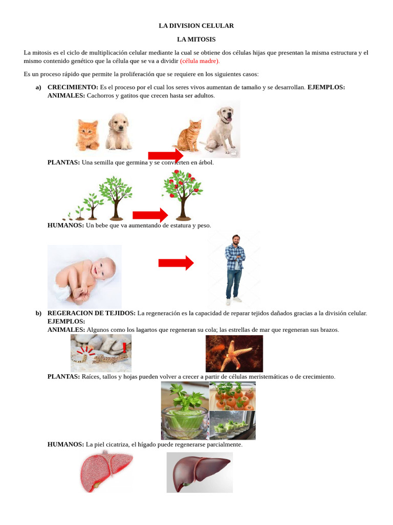 Mitosis: Proceso de División Celular | PDF | Biología Celular ...