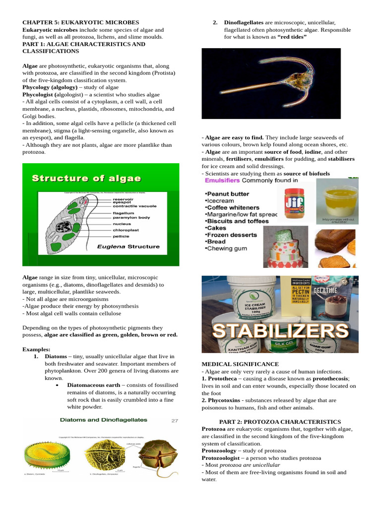 Eukaryotic Microbes: Algae, Protozoa, Fungi | PDF | Algae | Protozoa