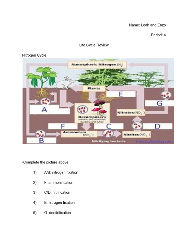 APES 2025 Life Cycle Review | PDF
