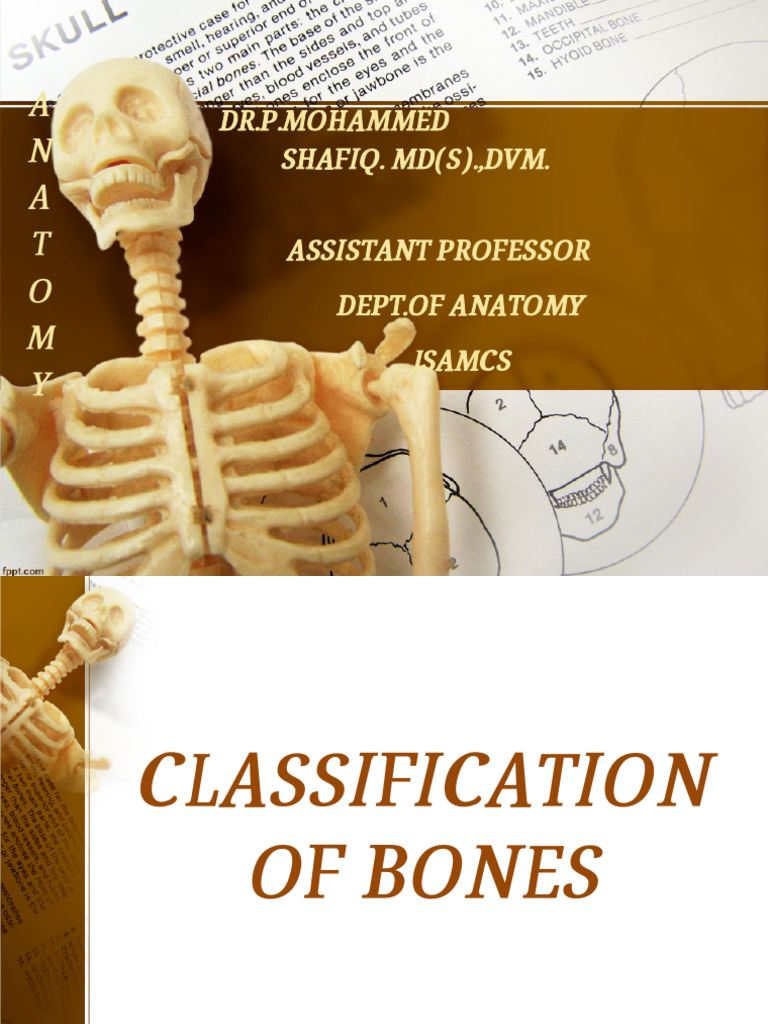 Classifications of Bones | PDF