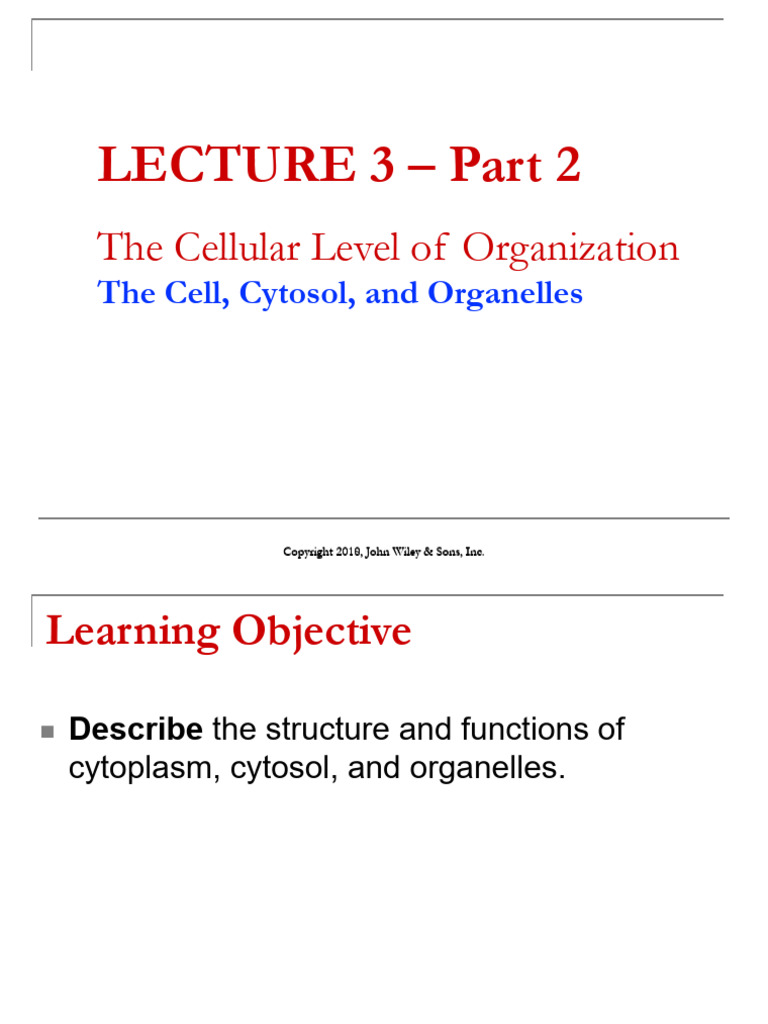 03b Cellular Level of Organization | PDF | Mitosis | Endoplasmic Reticulum