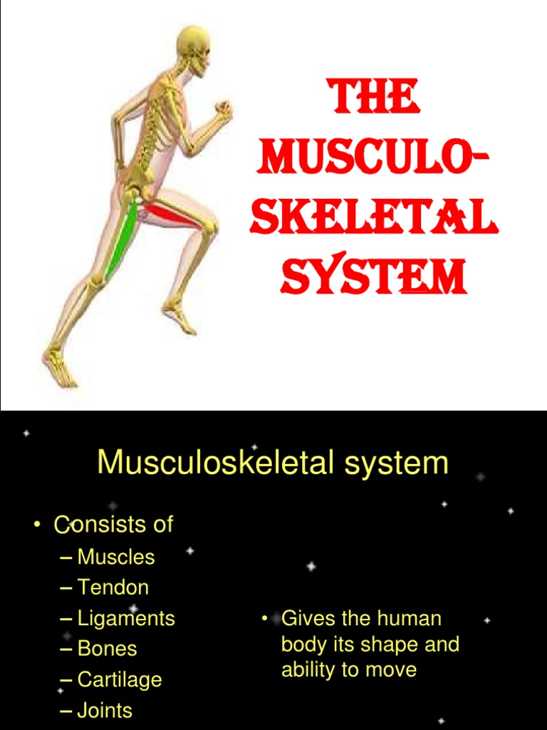 THE Musculo-Skeletal System | PDF | Bone | Skeleton