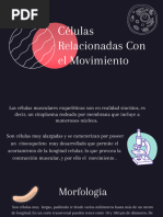 Estructura y función de los miocitos | PDF | Músculo | Biología Celular