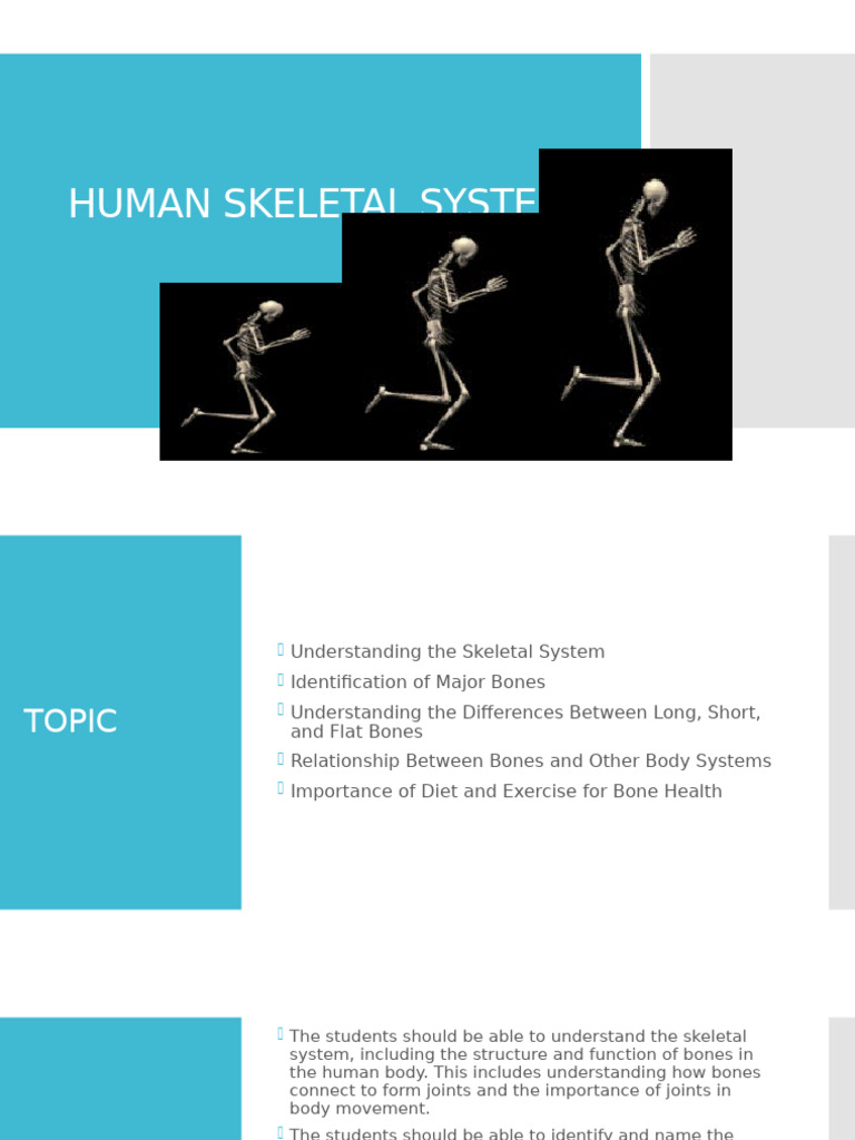 Human Skeletal System | PDF