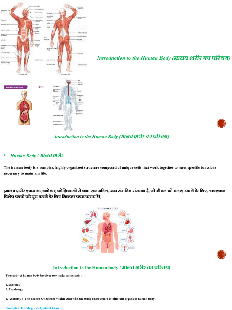 Human Body | PDF