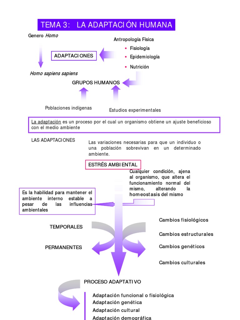 Tema 3 La Adaptacion