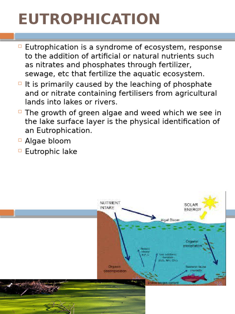 Understanding Eutrophication and Wetlands | PDF | Air Pollution | Mangrove