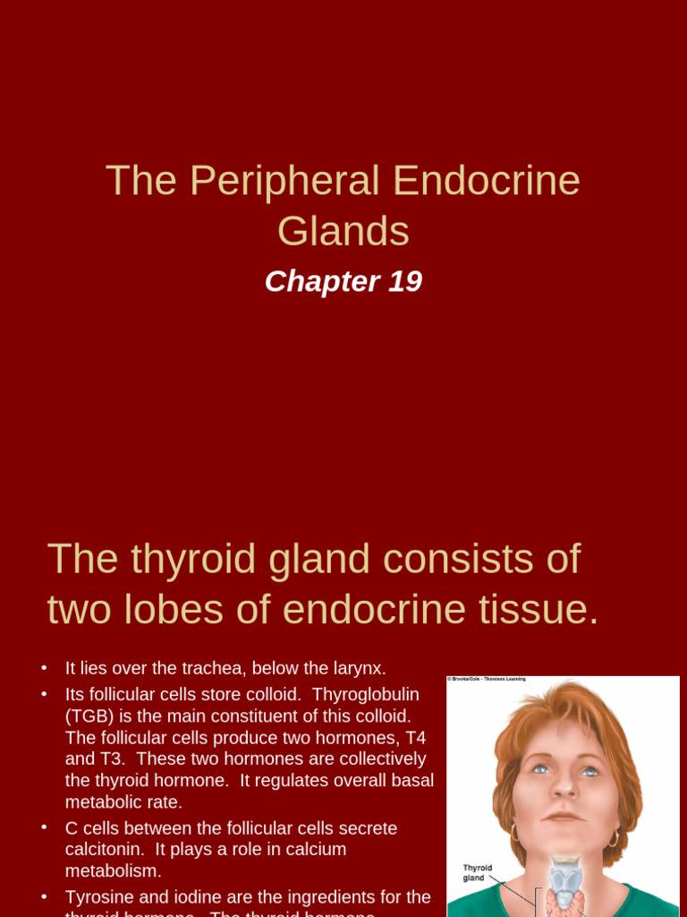 Ch19 Figures | PDF | Adrenal Gland | Cortisol