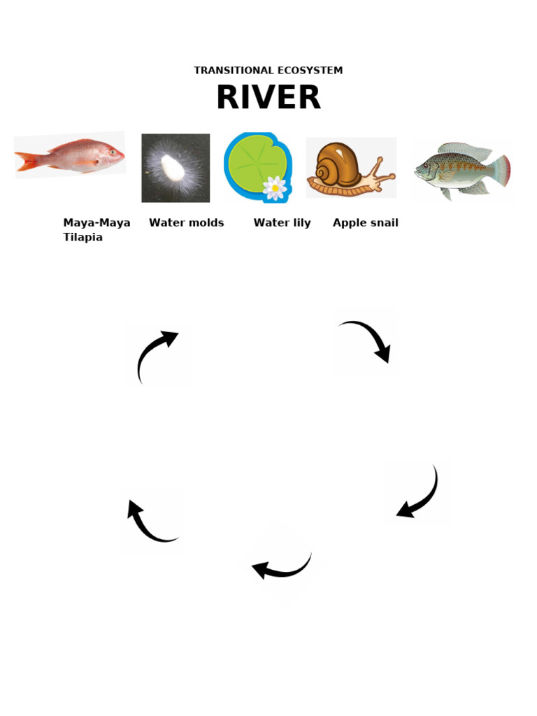 GROUP 3 Transitional Ecosystem | PDF