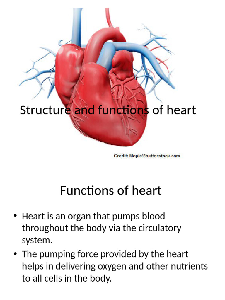 Structure and Functions of Heart | PDF | Atrium (Heart) | Heart