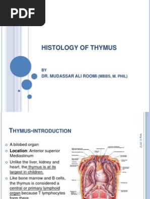 Thymus Gland Histology Labeled