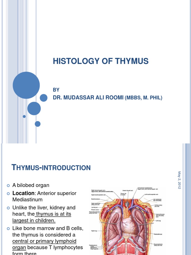 Histology Of Thymus By Dr Roomi Download Free Pdf Thymus T Cell